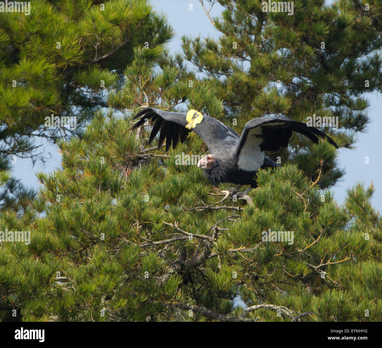California Condor In Pine Tree Stock Photo - Alamy