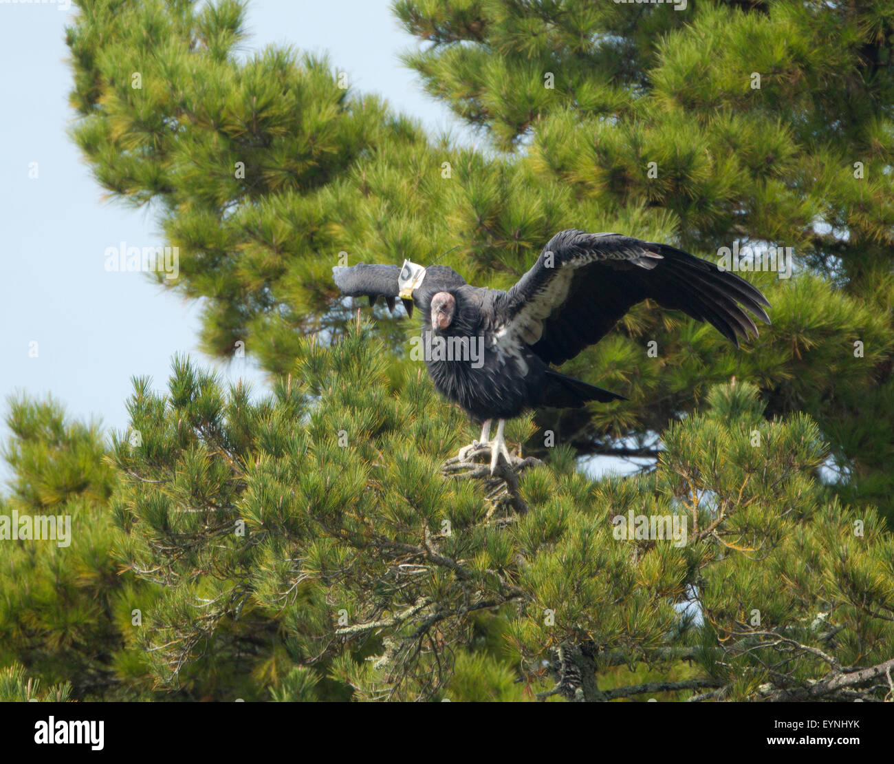 California condor tree hi-res stock photography and images - Alamy
