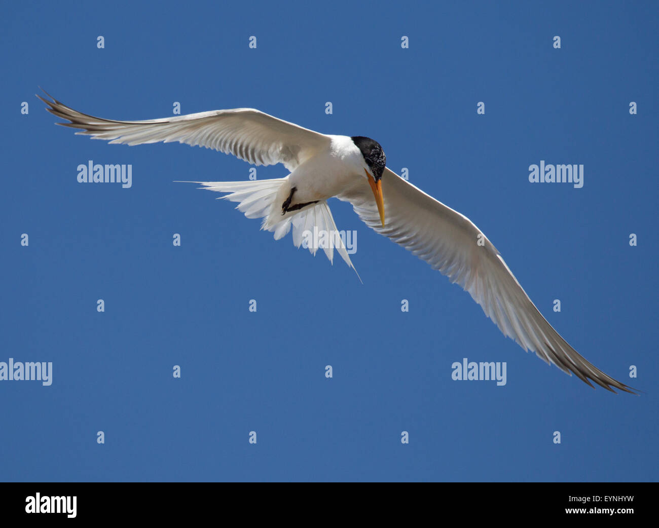 Elegant Tern Hovering Stock Photo - Alamy
