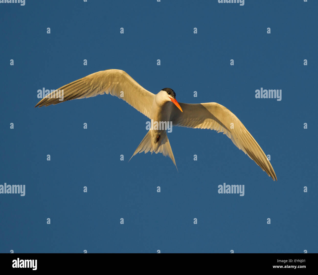 Elegant Tern Hovering Stock Photo - Alamy