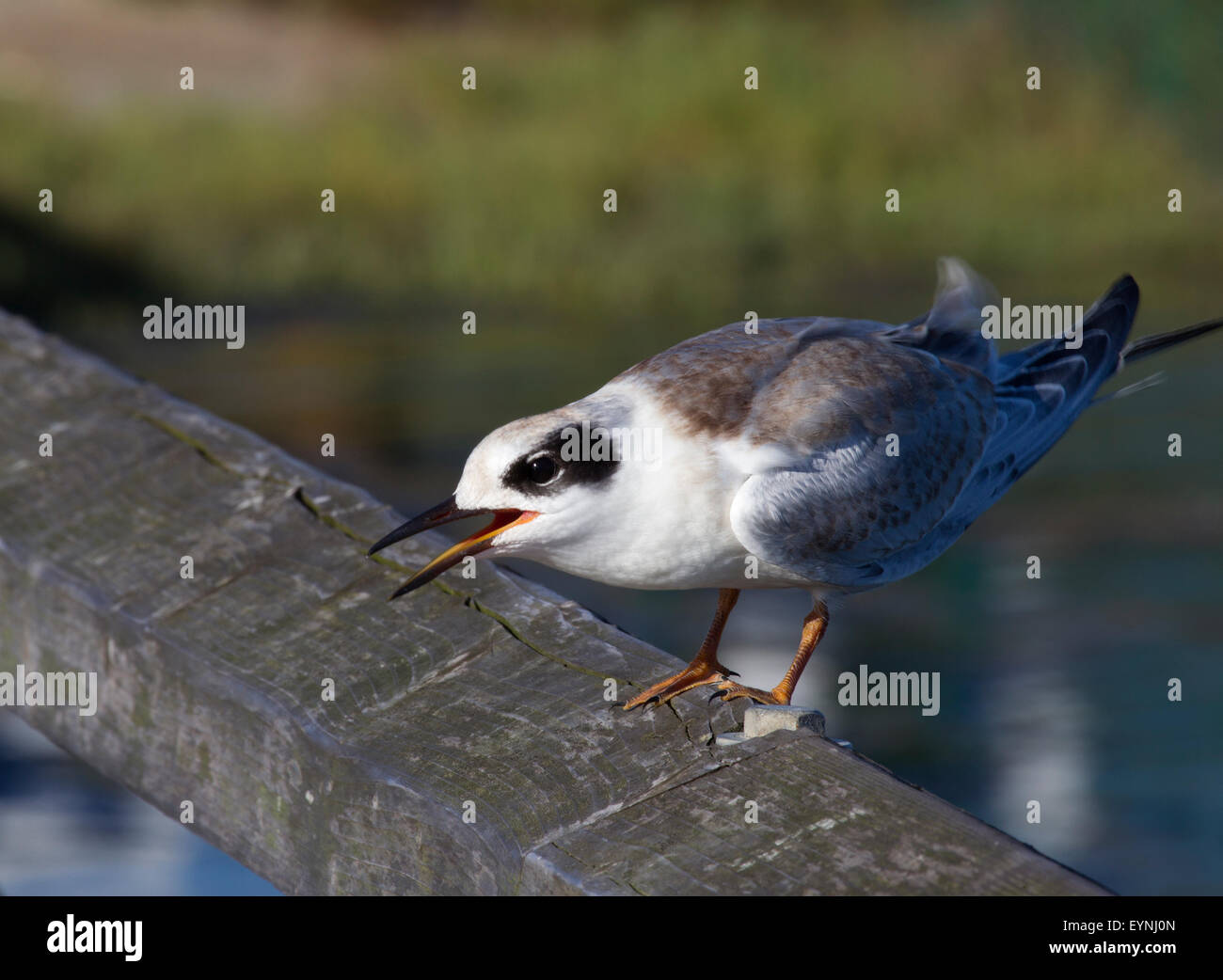 Forster's tern juvenile hi-res stock photography and images - Alamy