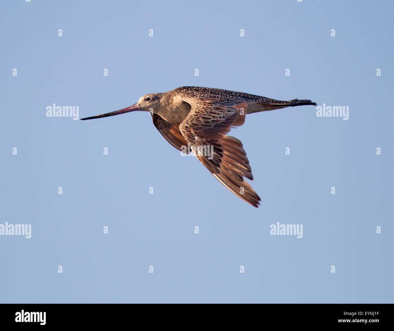 Marbled Godwit in Flight Stock Photo - Alamy
