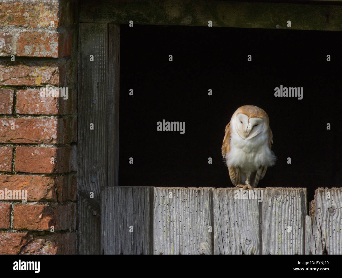 Sleeping barn owl hi-res stock photography and images - Alamy
