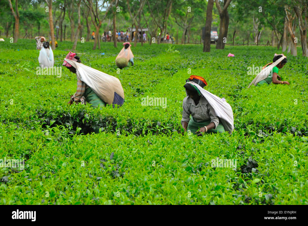 Tetulia, Bangladesh. 1st Aug, 2015. Woman pick up tea leaves at a tea ...