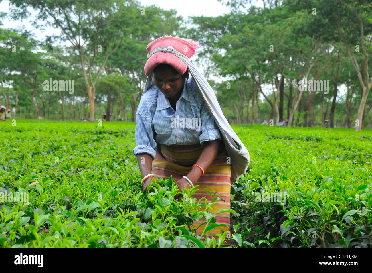 Tea gardens of bangladesh hi-res stock photography and images - Alamy