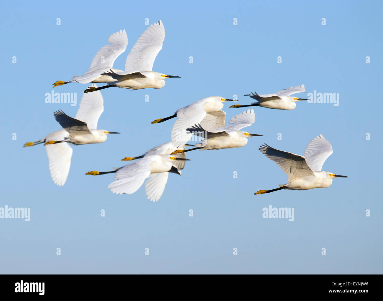 Snowy Egret Flock in Flight Stock Photo - Alamy