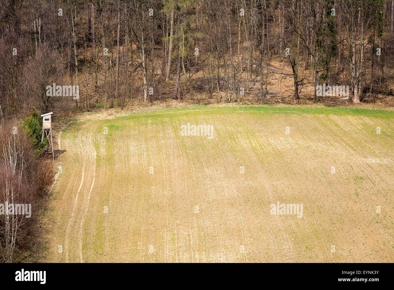 Field near the forest Stock Photo - Alamy