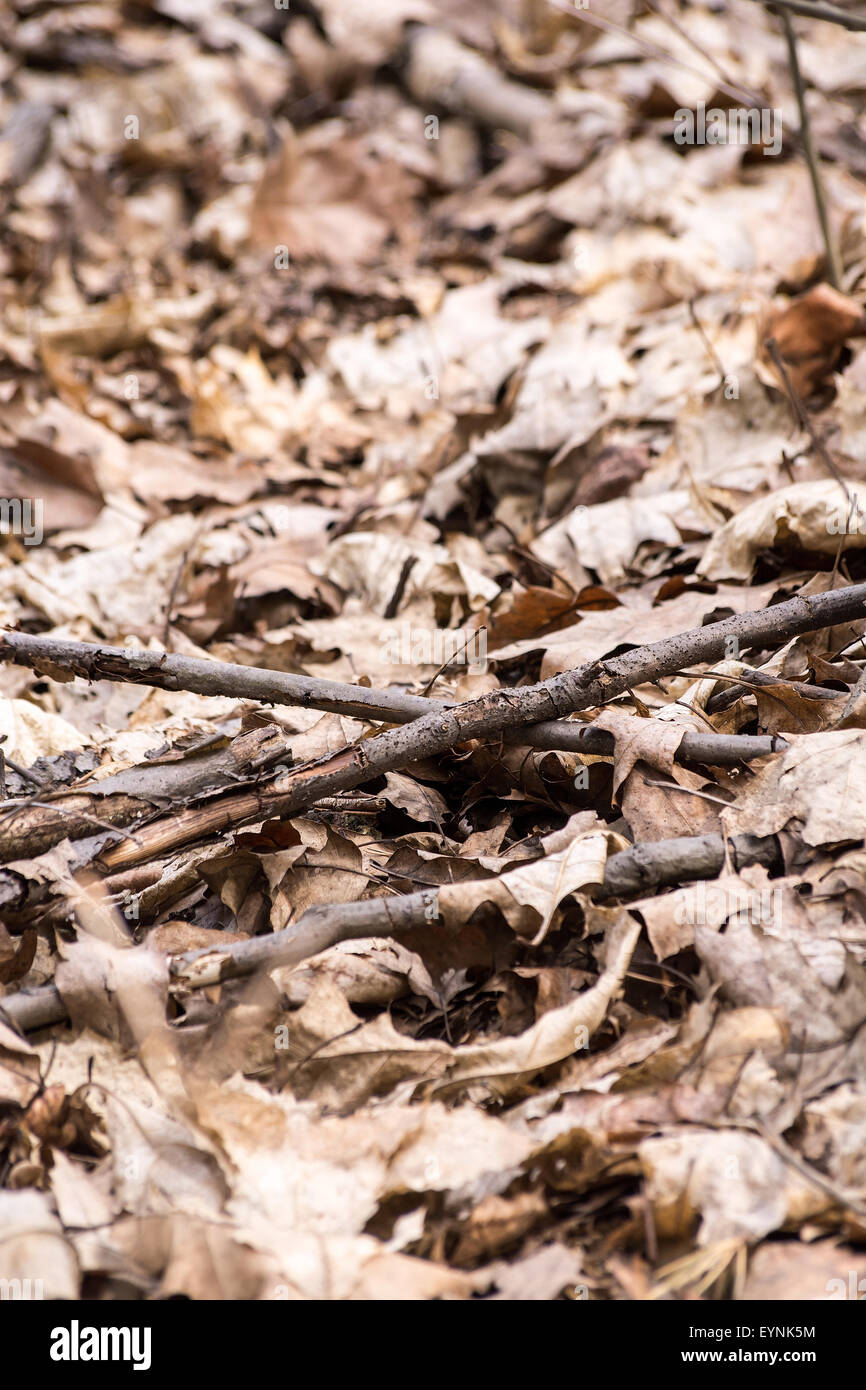 Twigs on the ground Stock Photo - Alamy