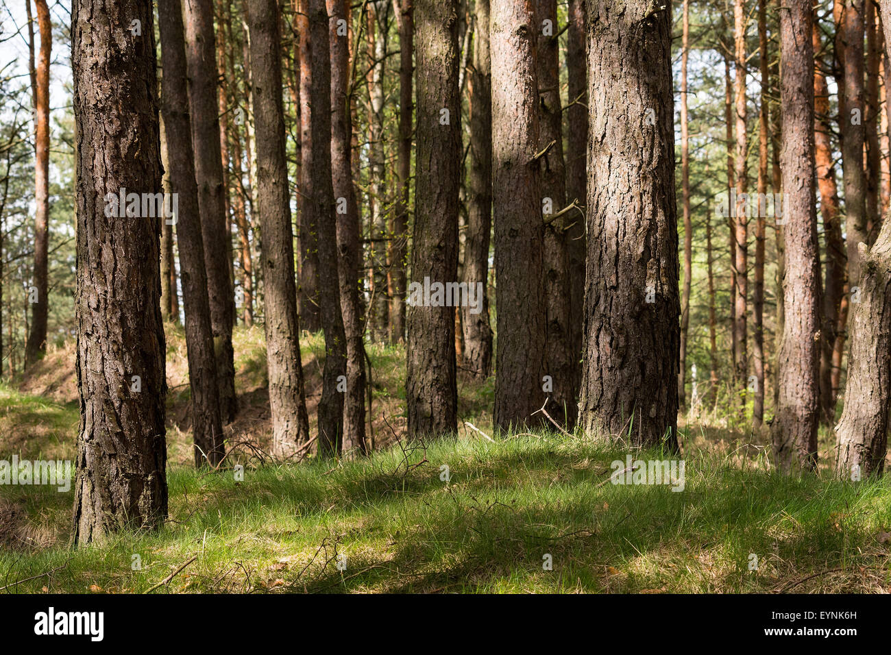 Poland and nature hi-res stock photography and images - Alamy