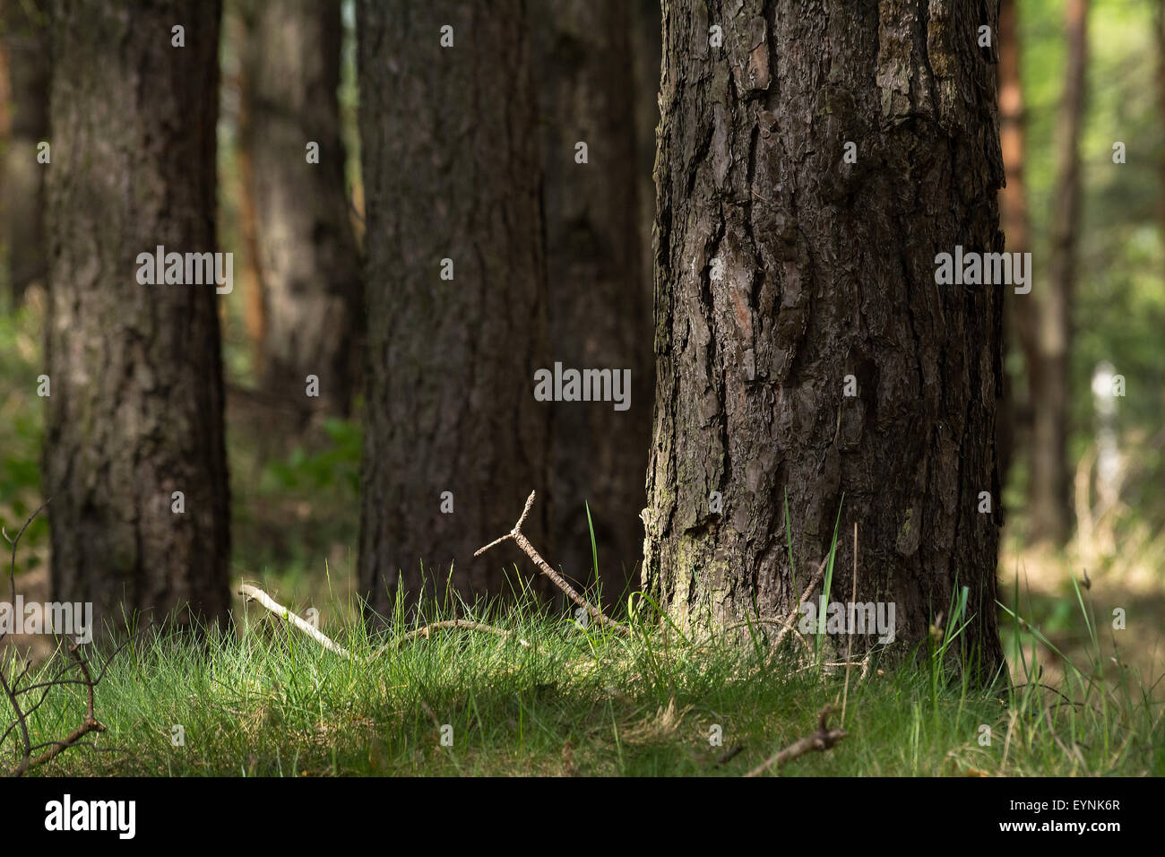 Pine forest in Poland Stock Photo - Alamy