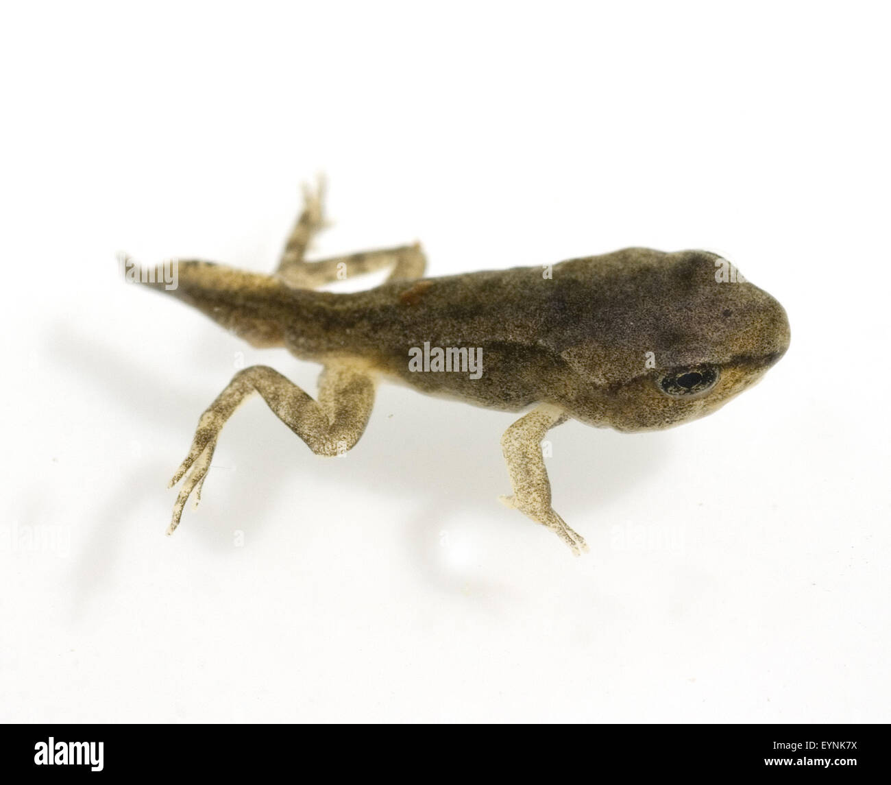 Small vertebrates Cut Out Stock Images & Pictures - Alamy
