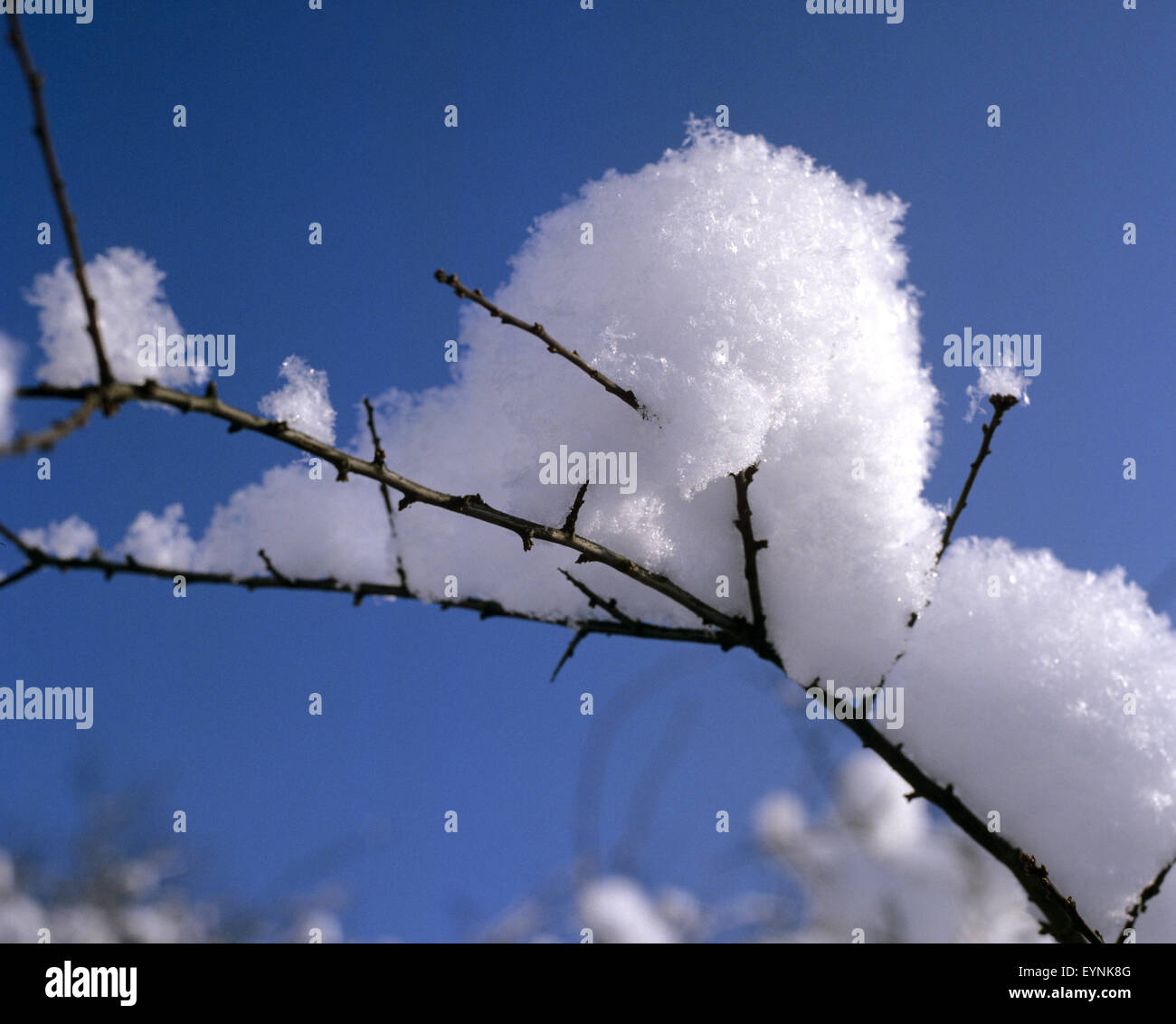 Baum mit eis hi-res stock photography and images - Alamy