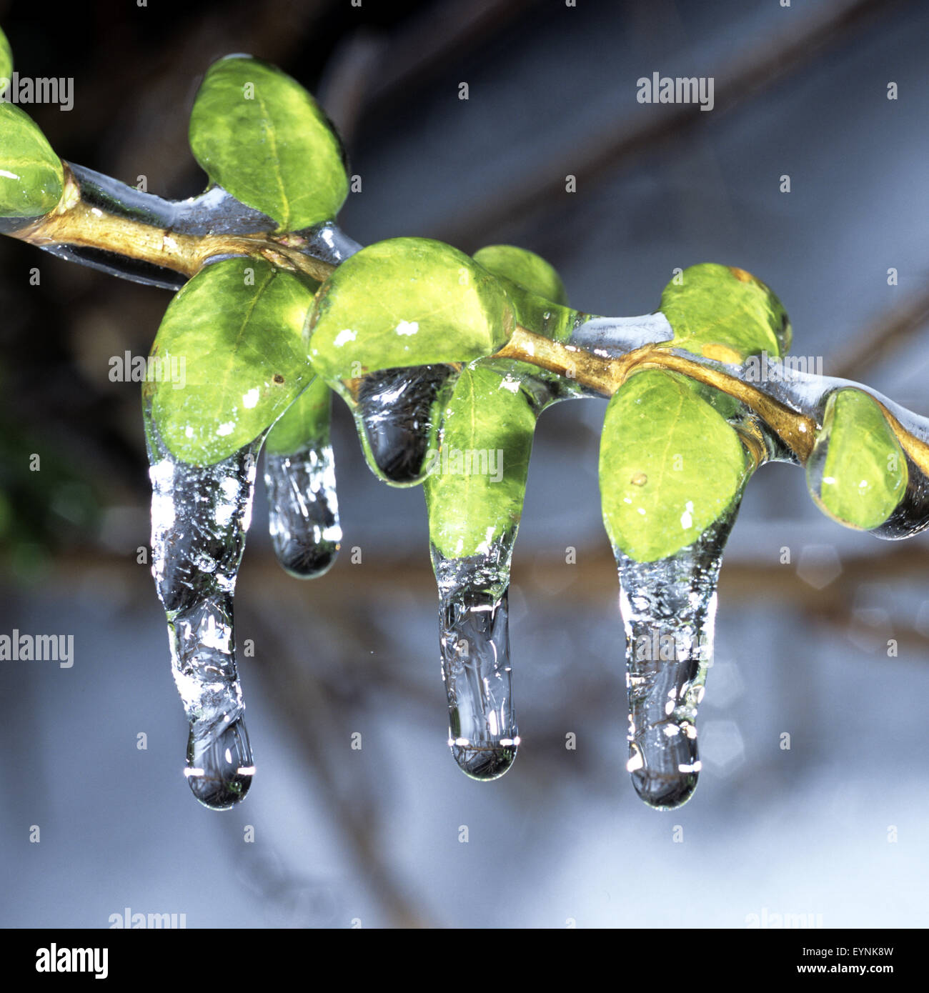 Eisregen, Eiszapfen, Blaetter Stock Photo - Alamy