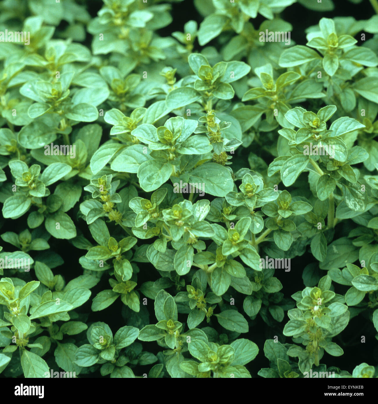 Medicinal plants mentha aquatica hi-res stock photography and images ...