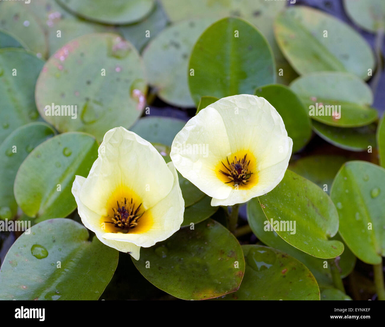 Wassermohn; Hydrocleys, nymphoides Stock Photo - Alamy