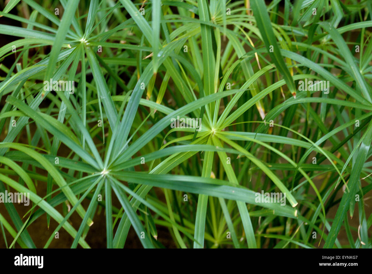 Zypergras; Cyperus alternifolius Stock Photo - Alamy