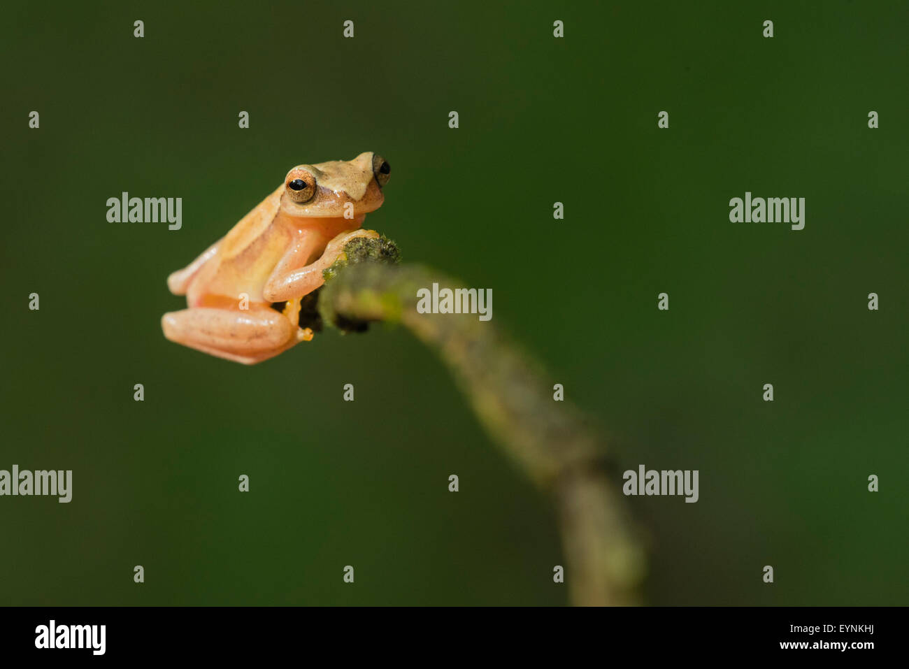 Yellow Tree Frogs High Resolution Stock Photography and Images - Alamy