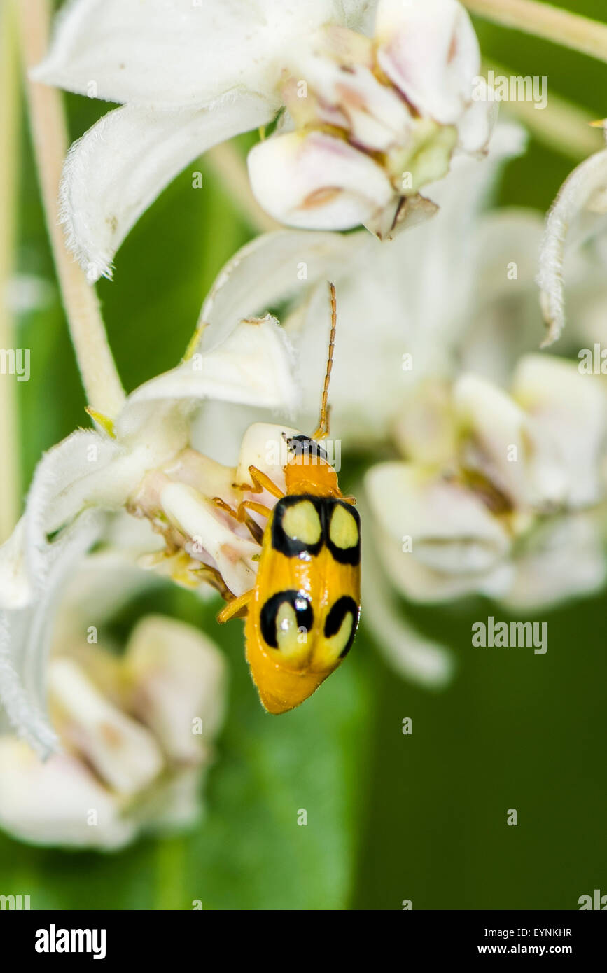 Yellow spotted cucumber beetle hi-res stock photography and images - Alamy