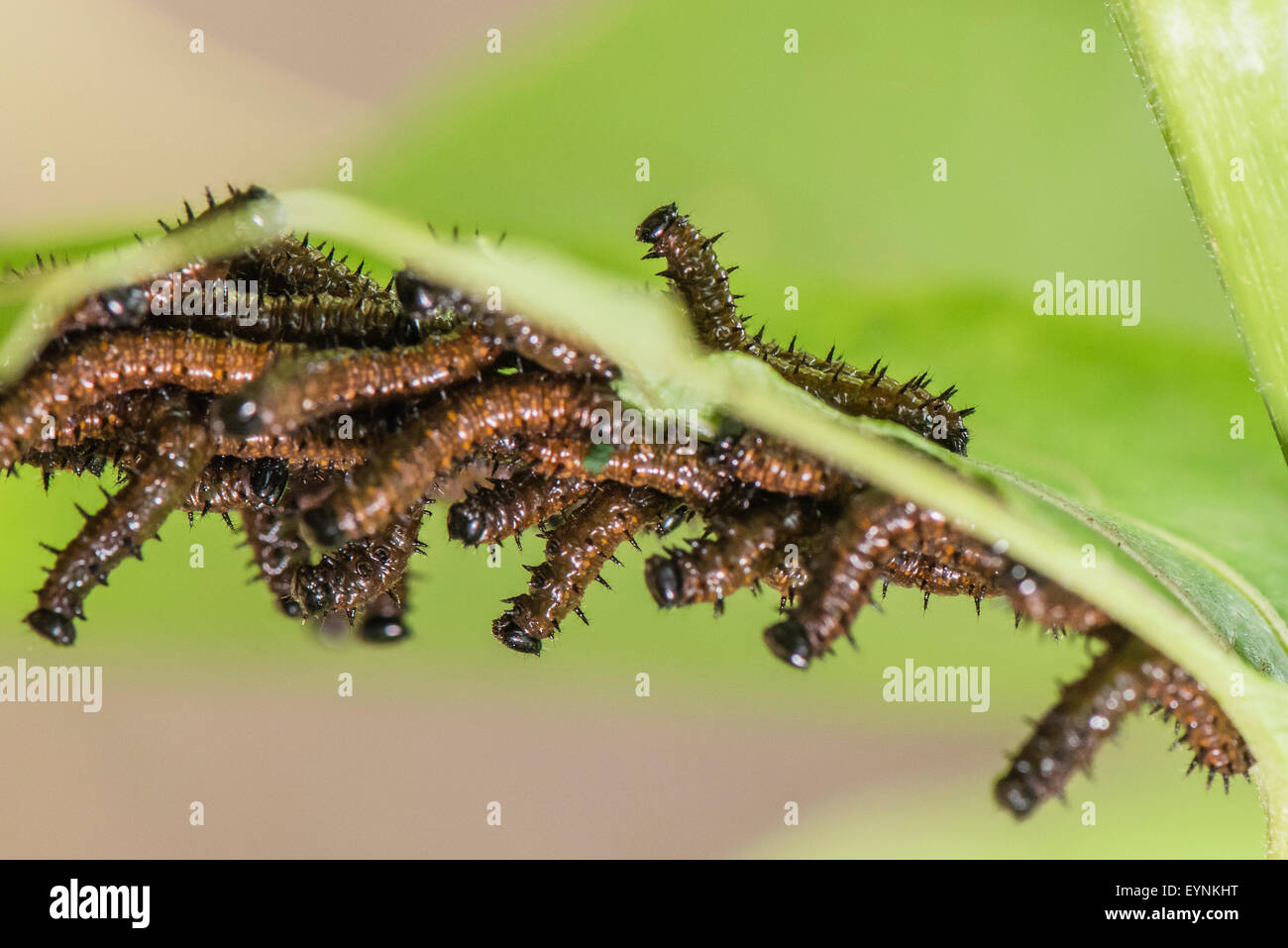 Young caterpillars of the Juno Longwing butterfly Stock Photo - Alamy