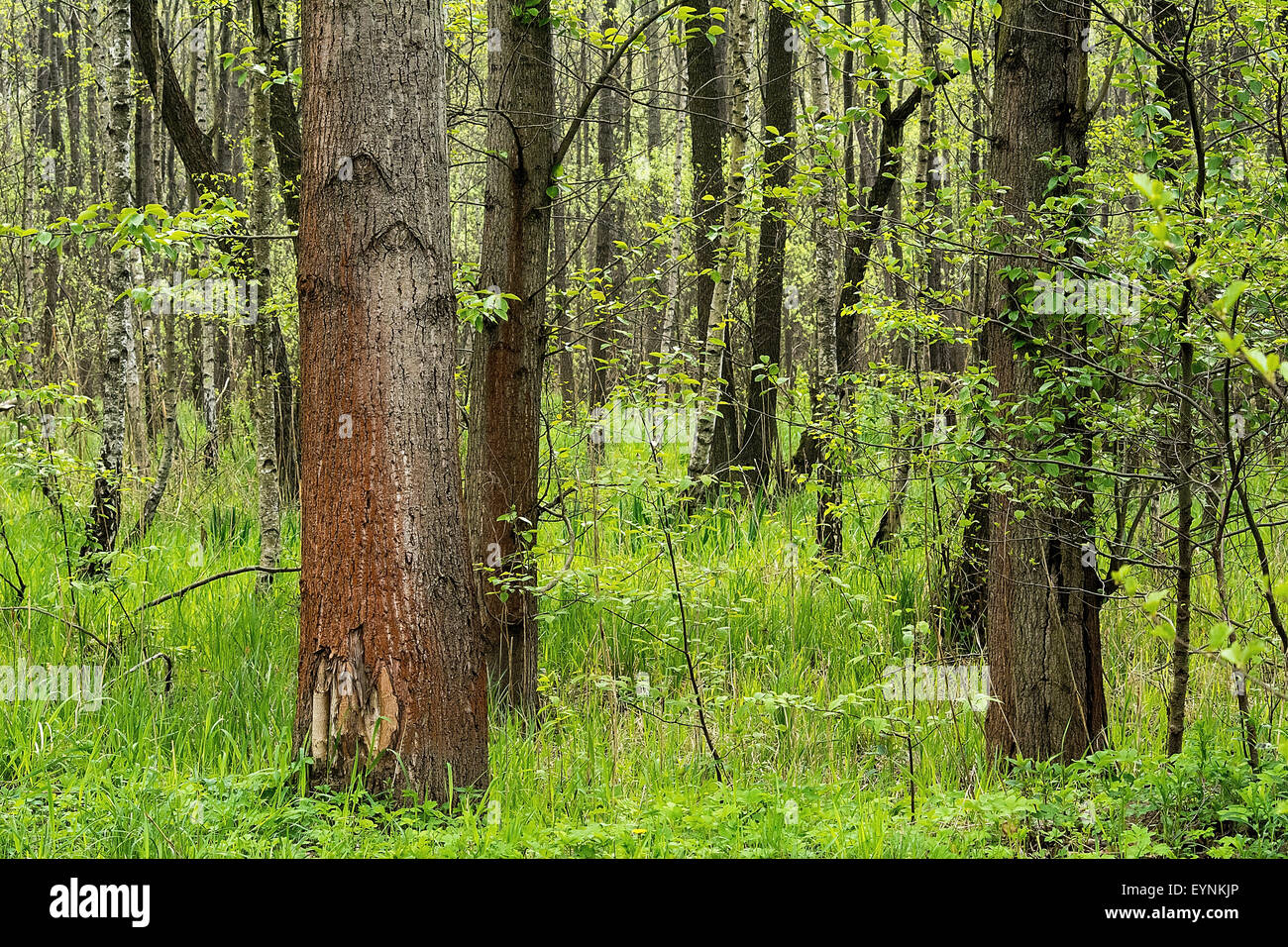 Trees in the forest Stock Photo - Alamy