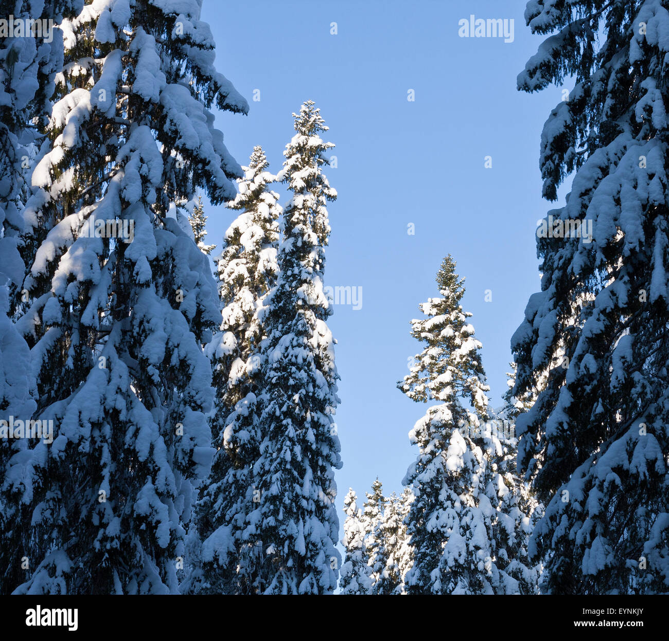 Tall trees and branches covered of snow. Heavy snow on the spruce, firs ...