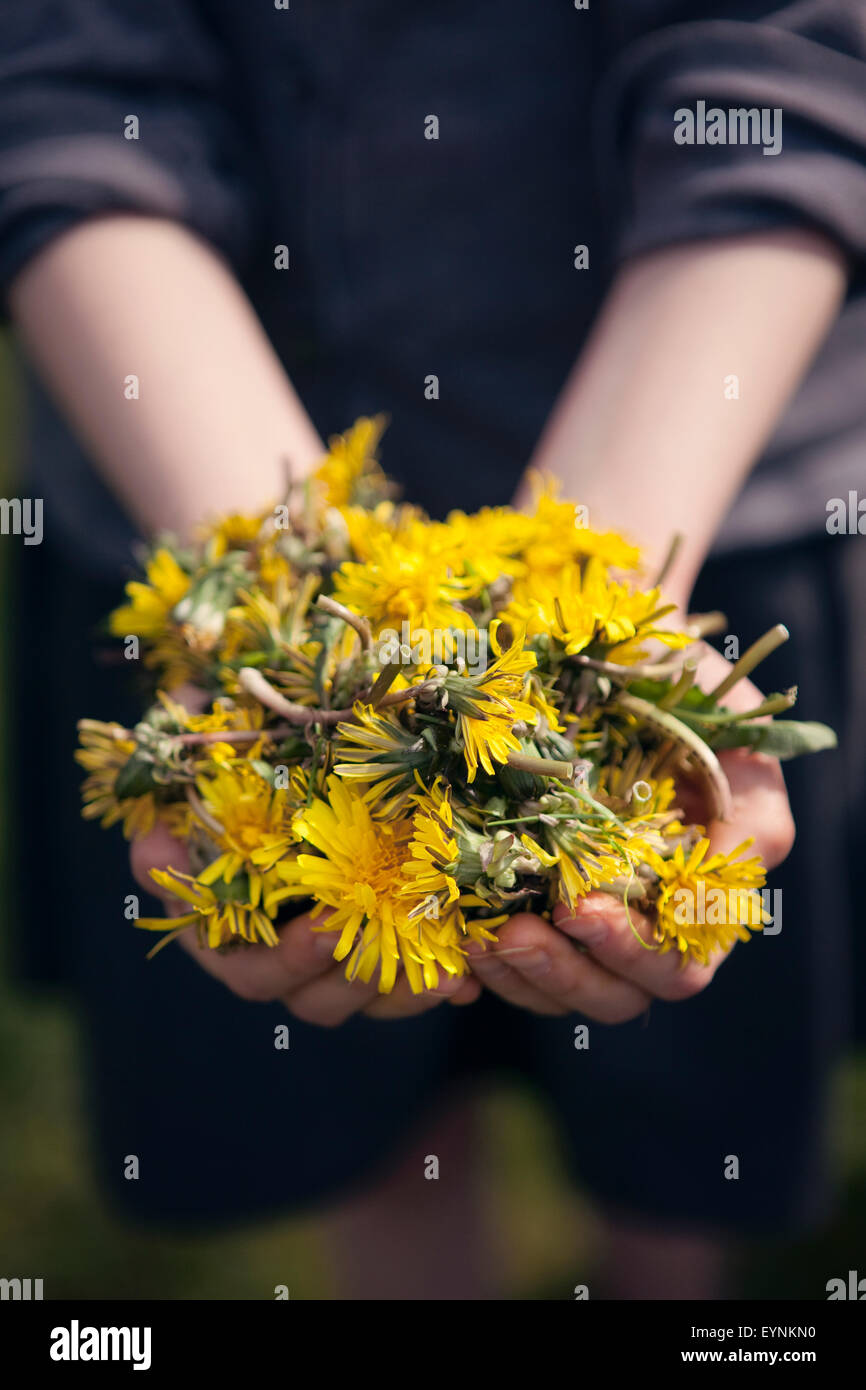 Child with a handful of yellow dandelions Stock Photo - Alamy