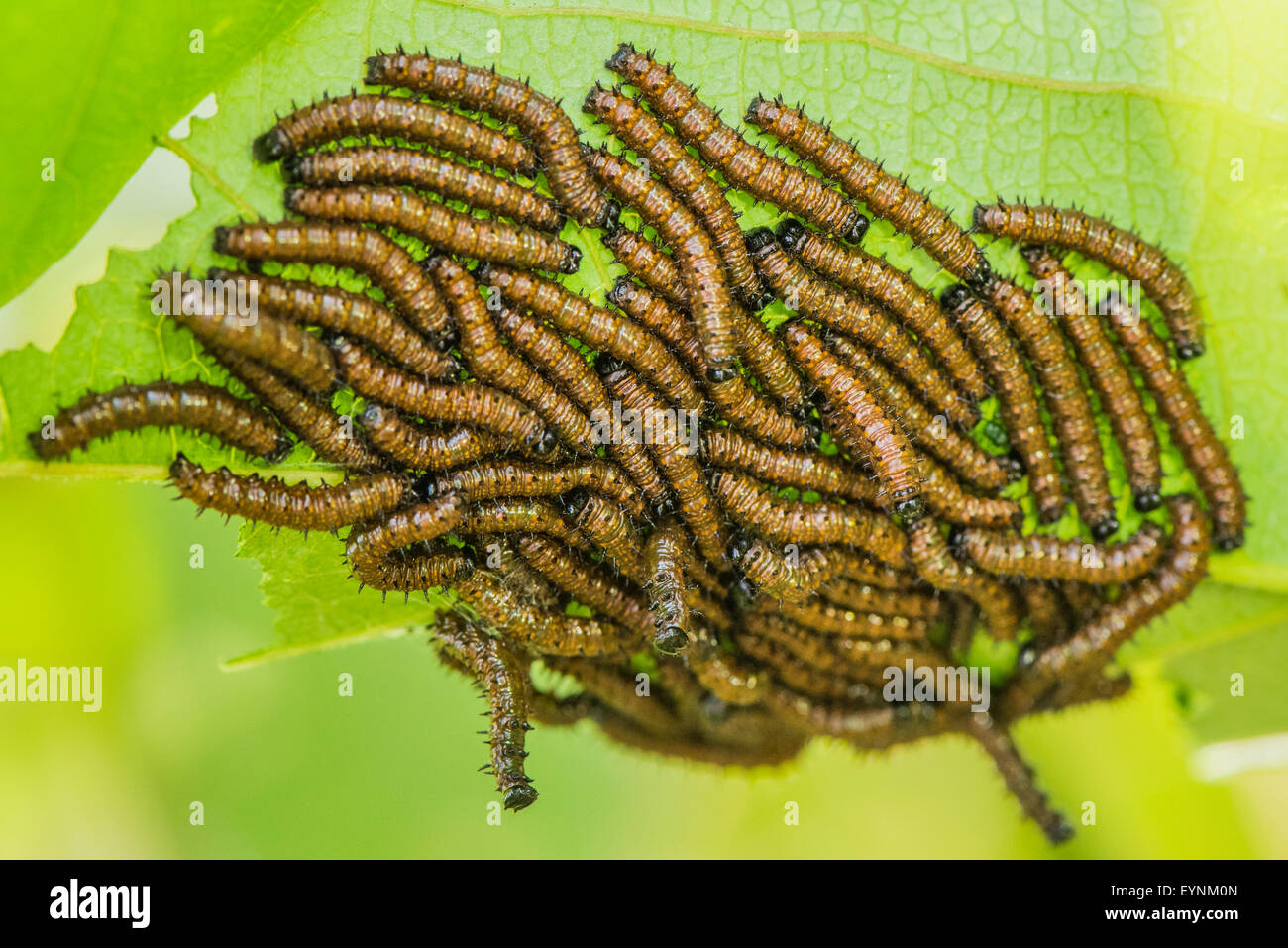 Young caterpillars of the Juno Longwing butterfly Stock Photo - Alamy