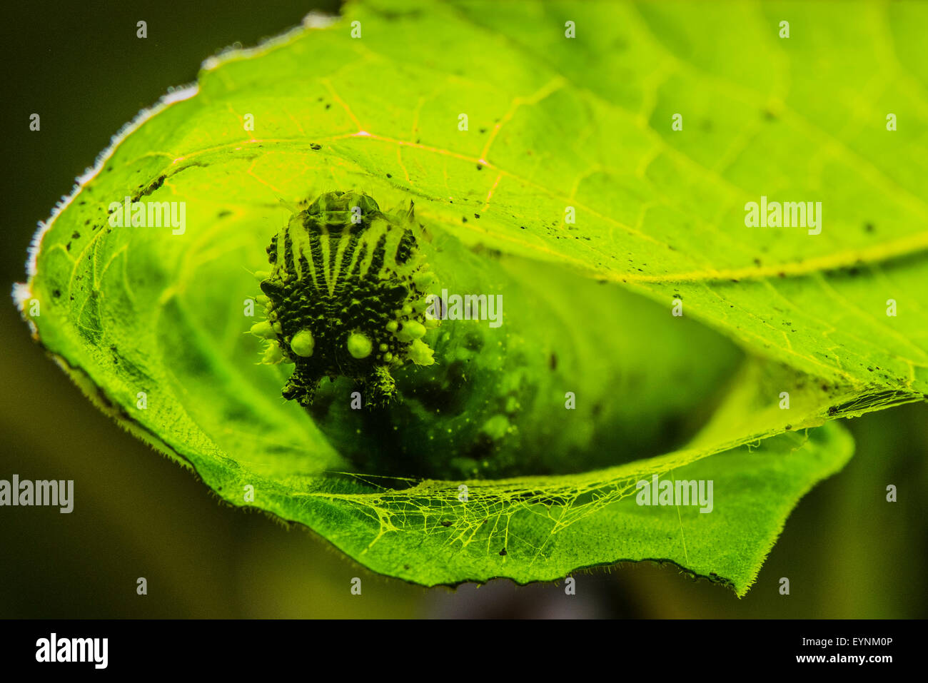 A pupating caterpillar of the Tiger Leafwing butterfly Stock Photo - Alamy