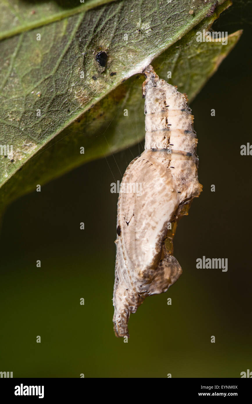 A chrysalis of the Banded Orange Heliconian Stock Photo - Alamy