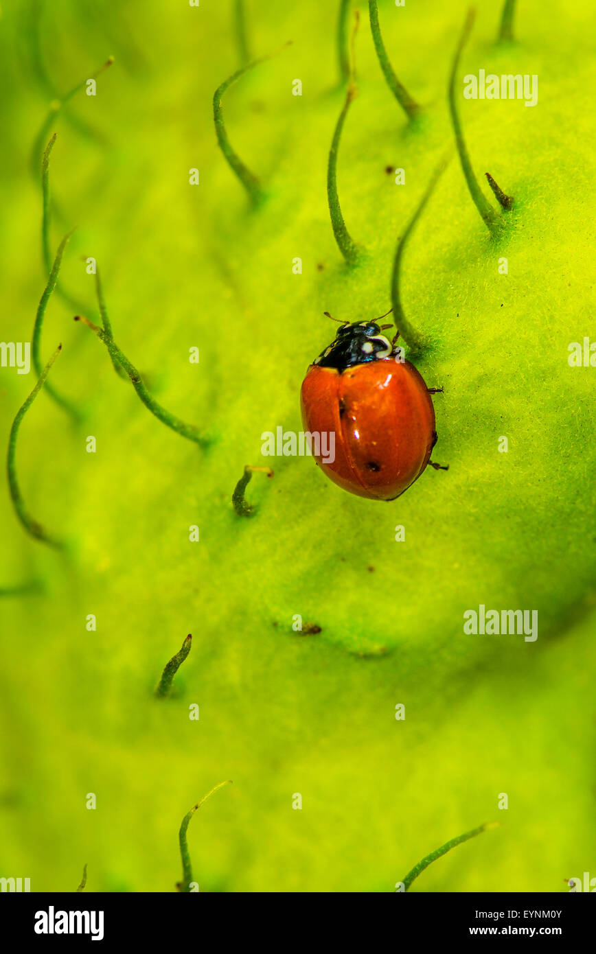 Ladybird wing hi-res stock photography and images - Alamy