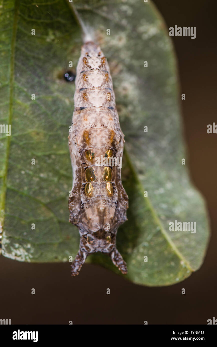 Tiger heliconian hi-res stock photography and images - Alamy