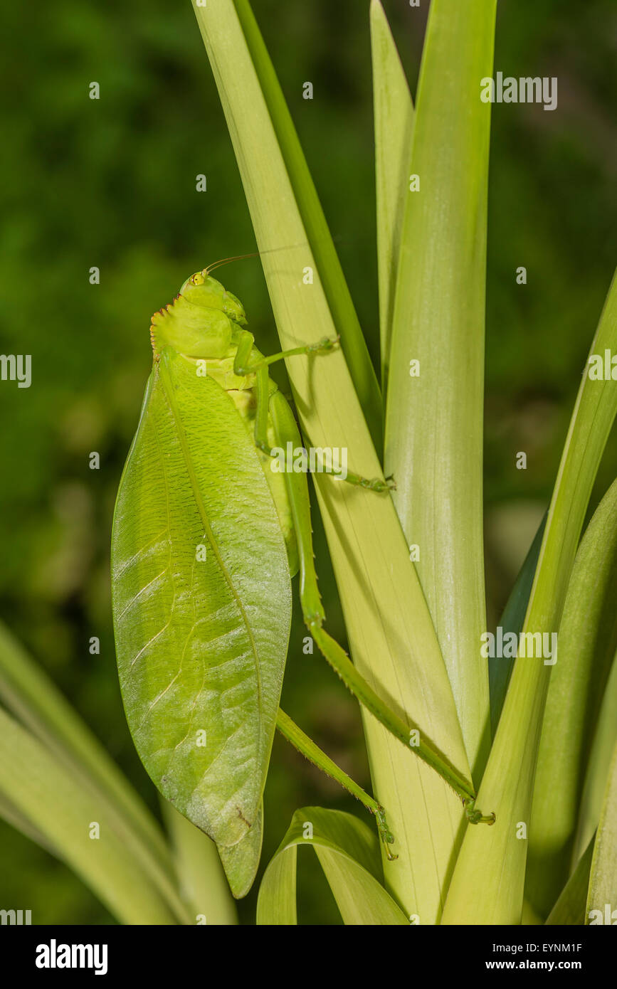 Cricket insect orthoptera adult hi-res stock photography and images - Alamy