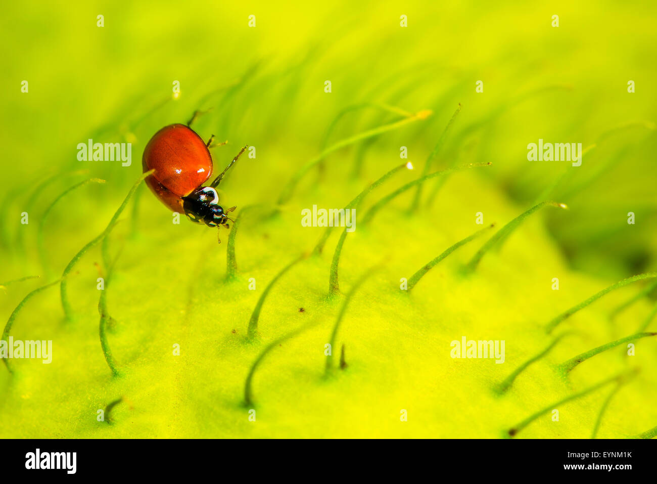 A Spotless ladybird looking for food Stock Photo - Alamy