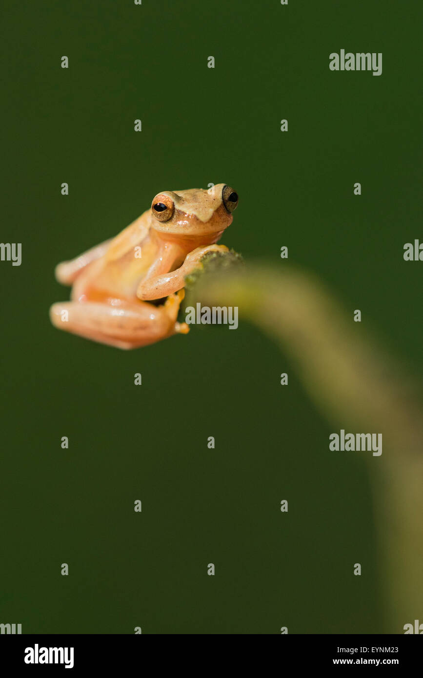 Yellow tree frogs hi-res stock photography and images - Alamy