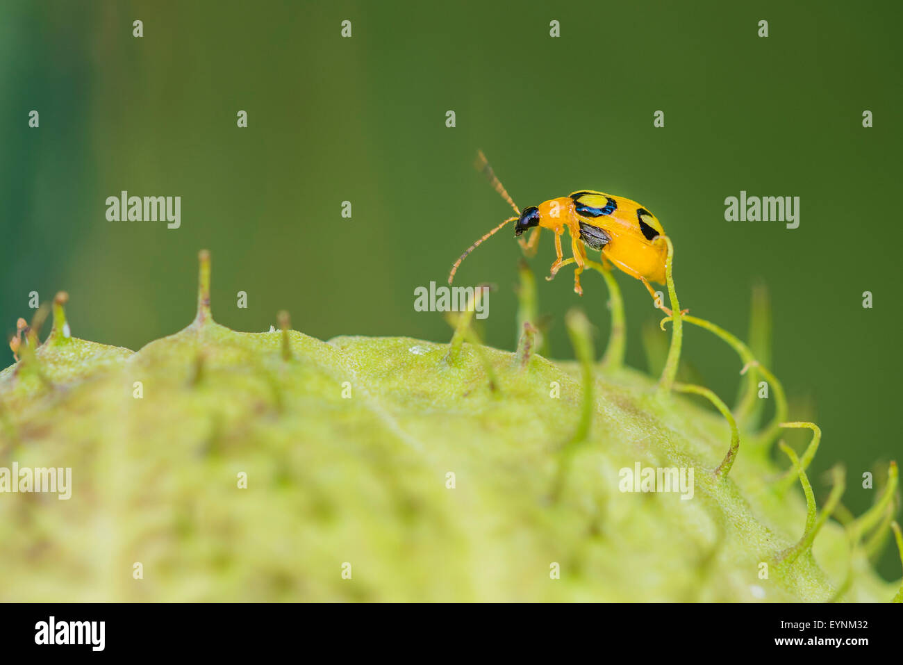 Cucumber beetle in costa rica hi-res stock photography and images - Alamy
