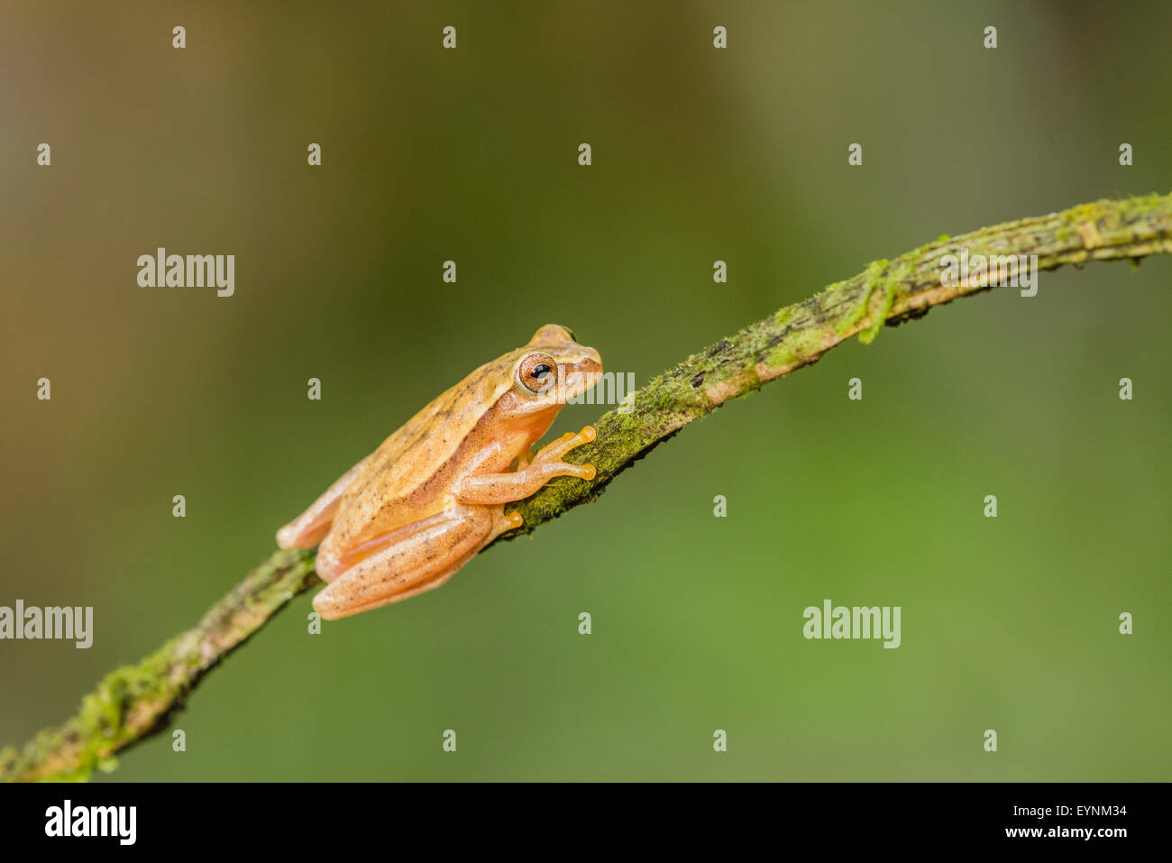 Yellow tree frogs hi-res stock photography and images - Alamy