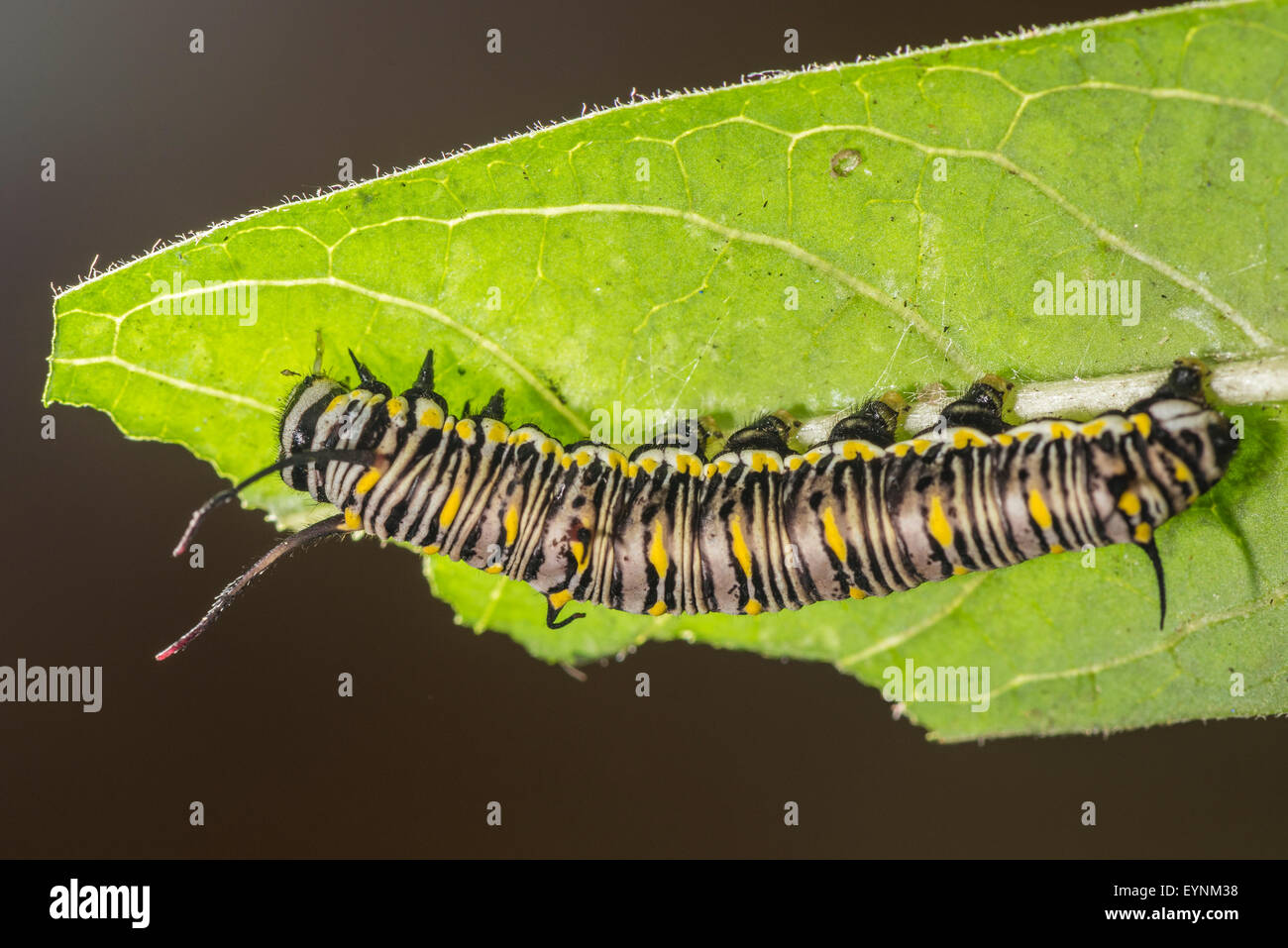 Caterpillar to butterfly hi-res stock photography and images - Alamy