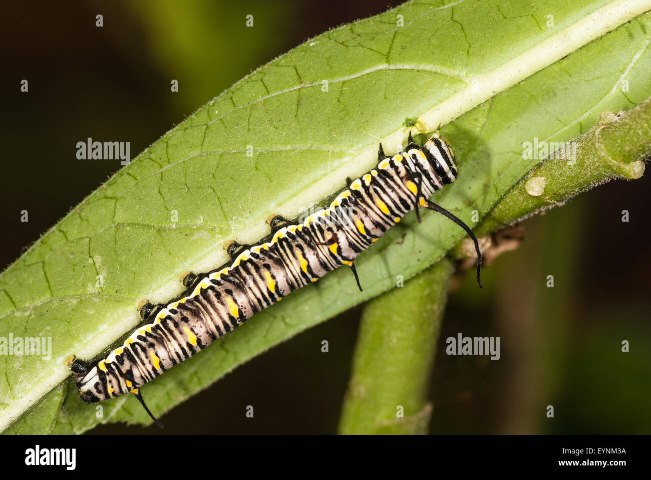 Monarch butterfly larvae caterpillar hi-res stock photography and ...