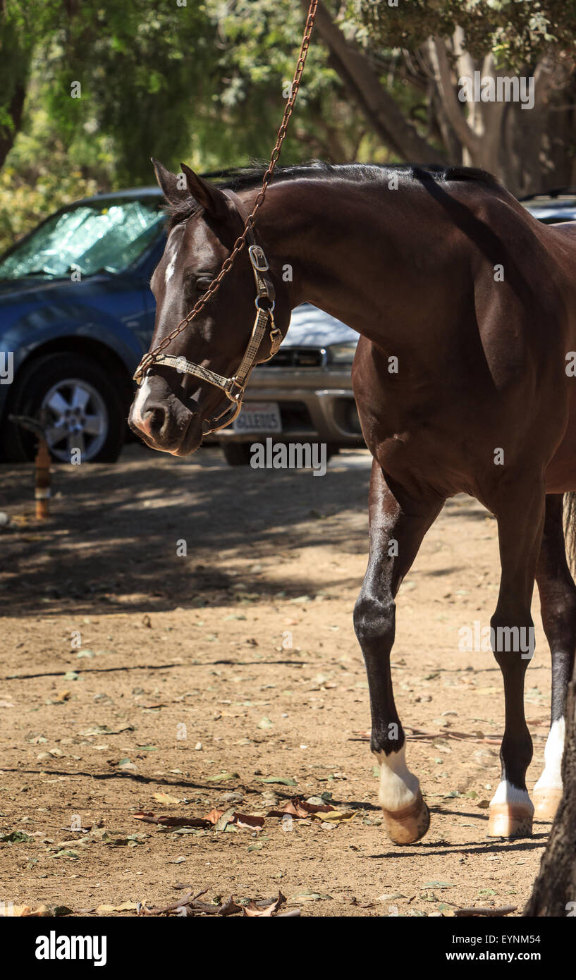 Horse being led by a lead for exercise in the barn yard Stock Photo - Alamy