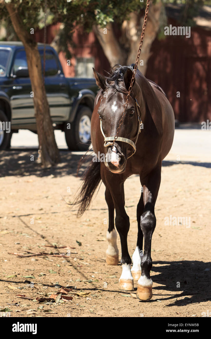 Horse Being Led at Tamara Wickline blog