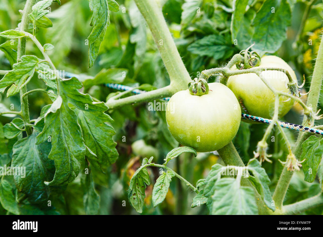 Green tomatoes on bush hi-res stock photography and images - Alamy