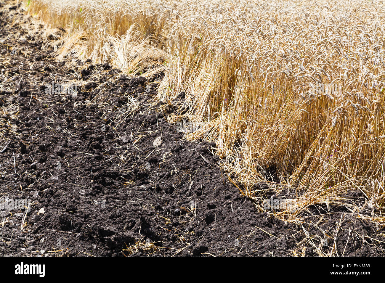 plowed field and plantation with ripe wheat Stock Photo - Alamy