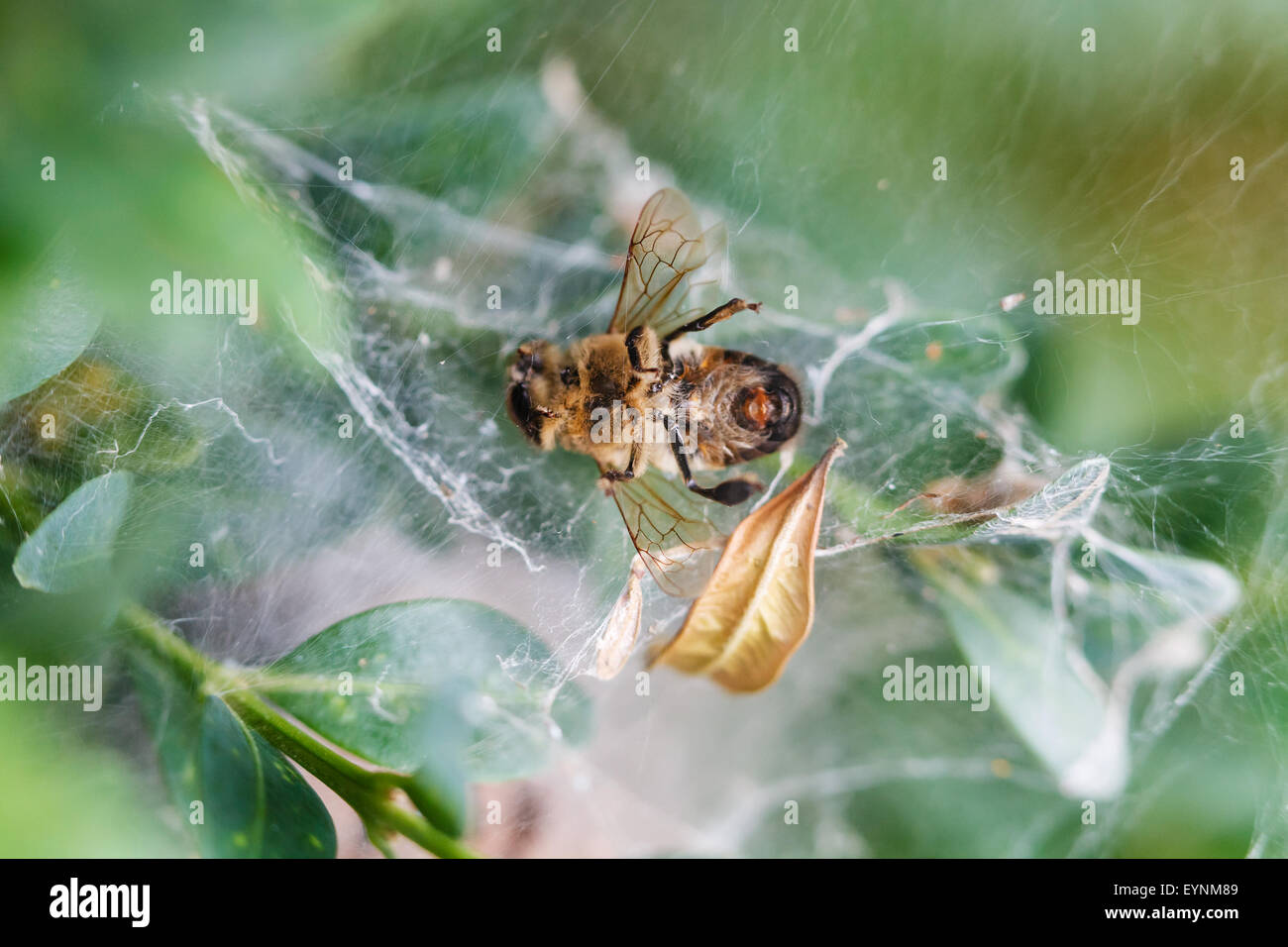 Dead bee hi-res stock photography and images - Alamy