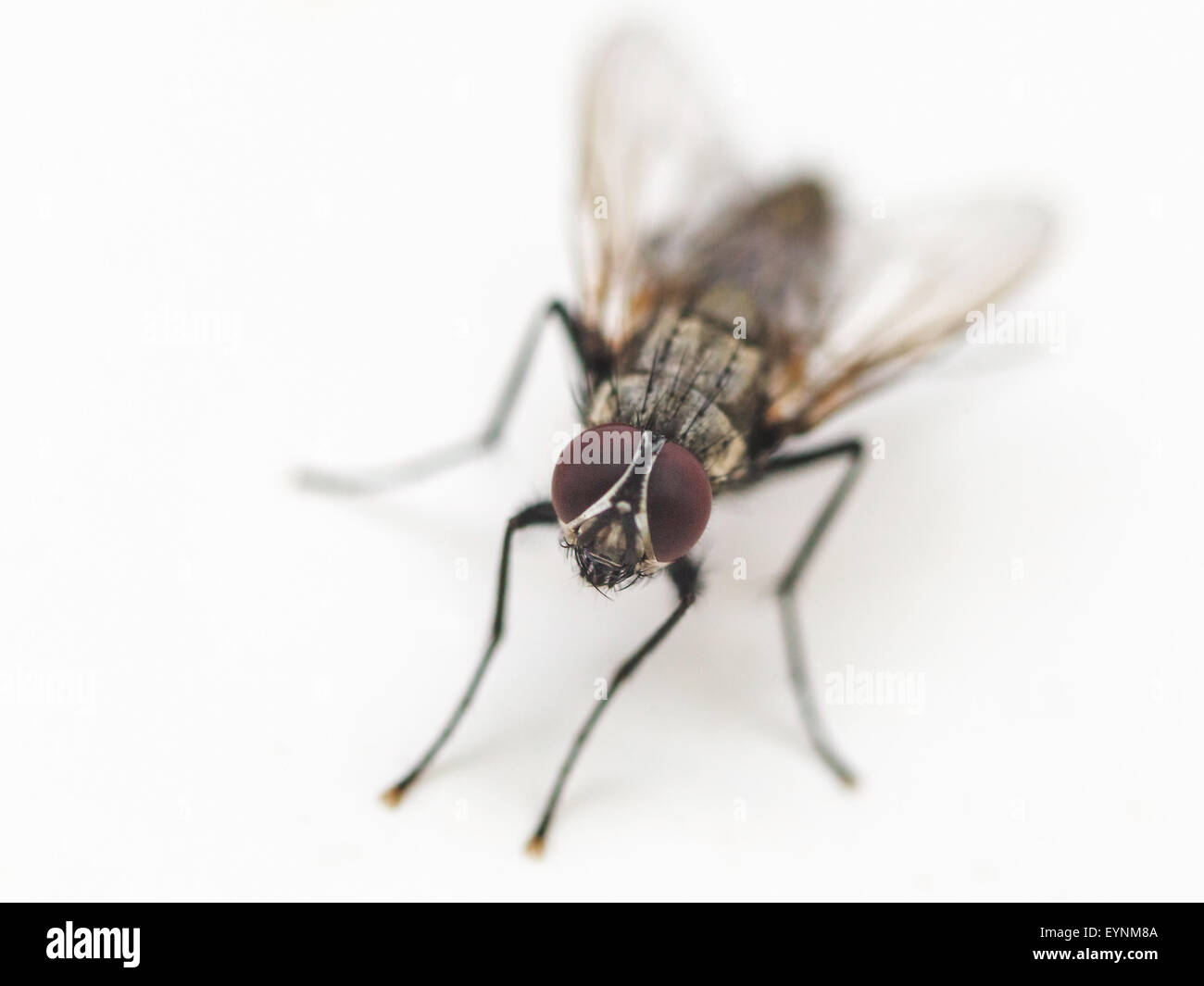 Fly close hi-res stock photography and images - Alamy