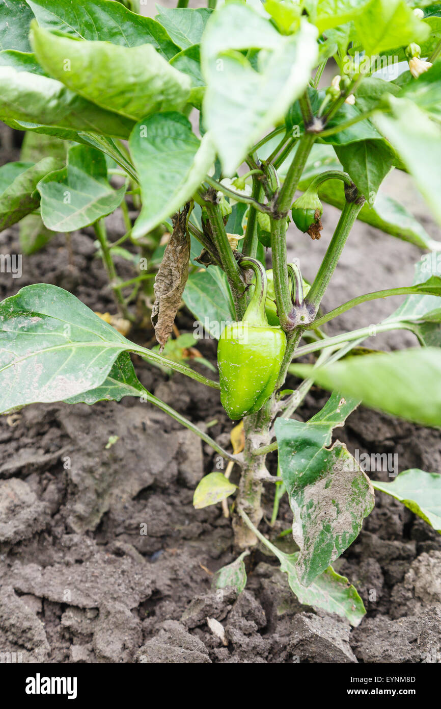Bell pepper bush hi-res stock photography and images - Alamy