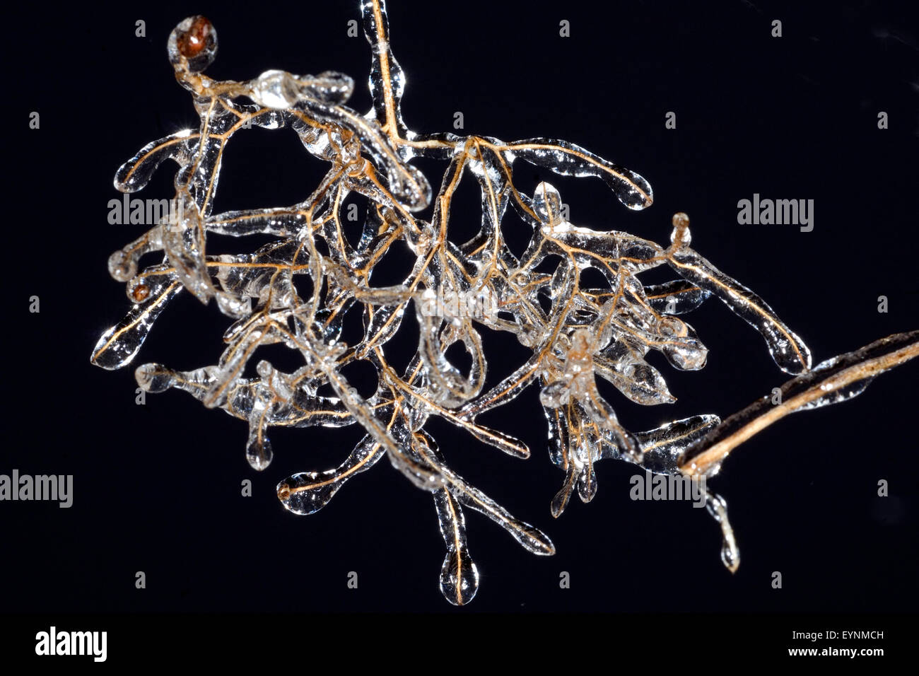 Filigran hi-res stock photography and images - Alamy