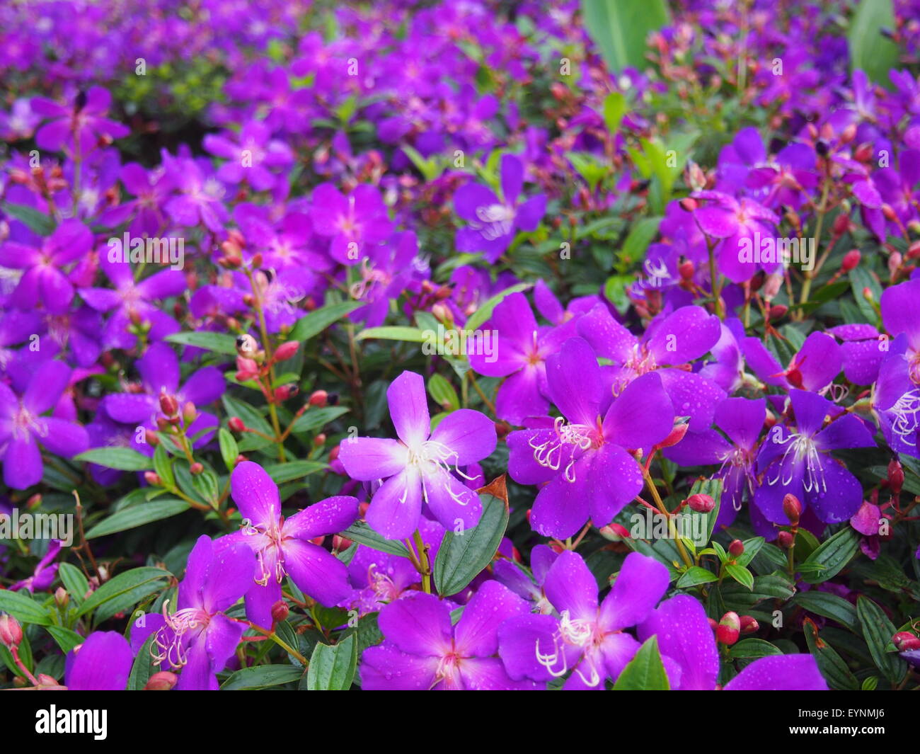 A Series of Violet Color Flower Blossom in Spring Stock Photo - Alamy