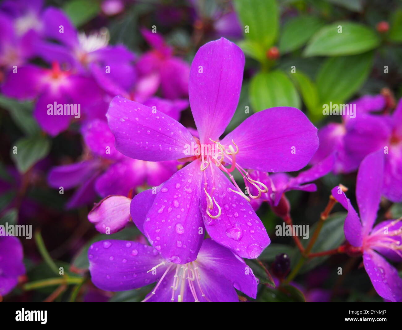 A Series of Violet Color Flower Blossom in Spring Stock Photo - Alamy