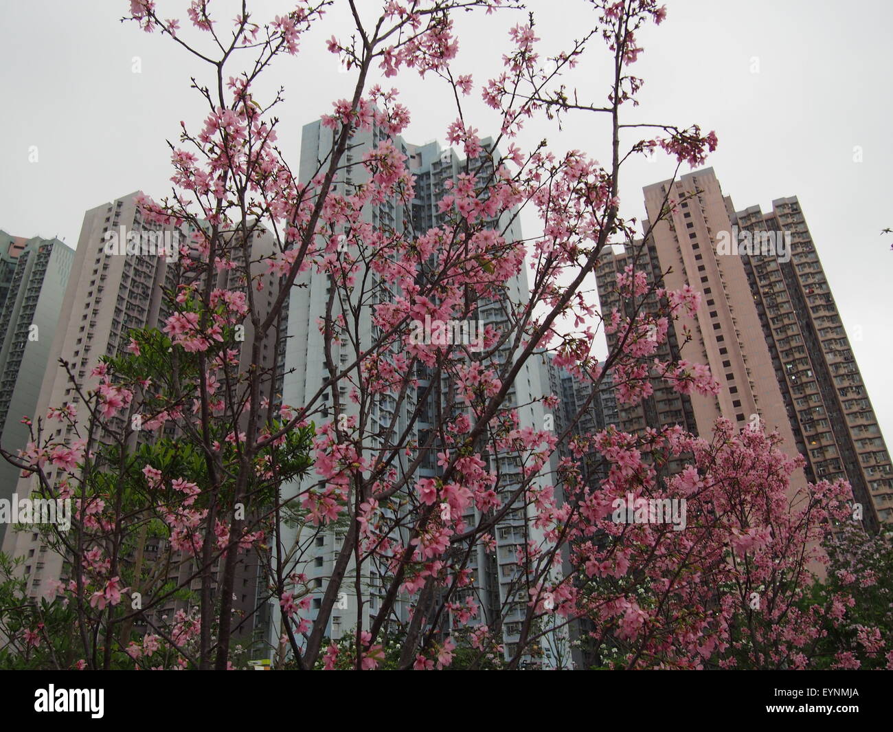 A series of Sakura (pink color) flowers blossom shoot in Spring Stock ...
