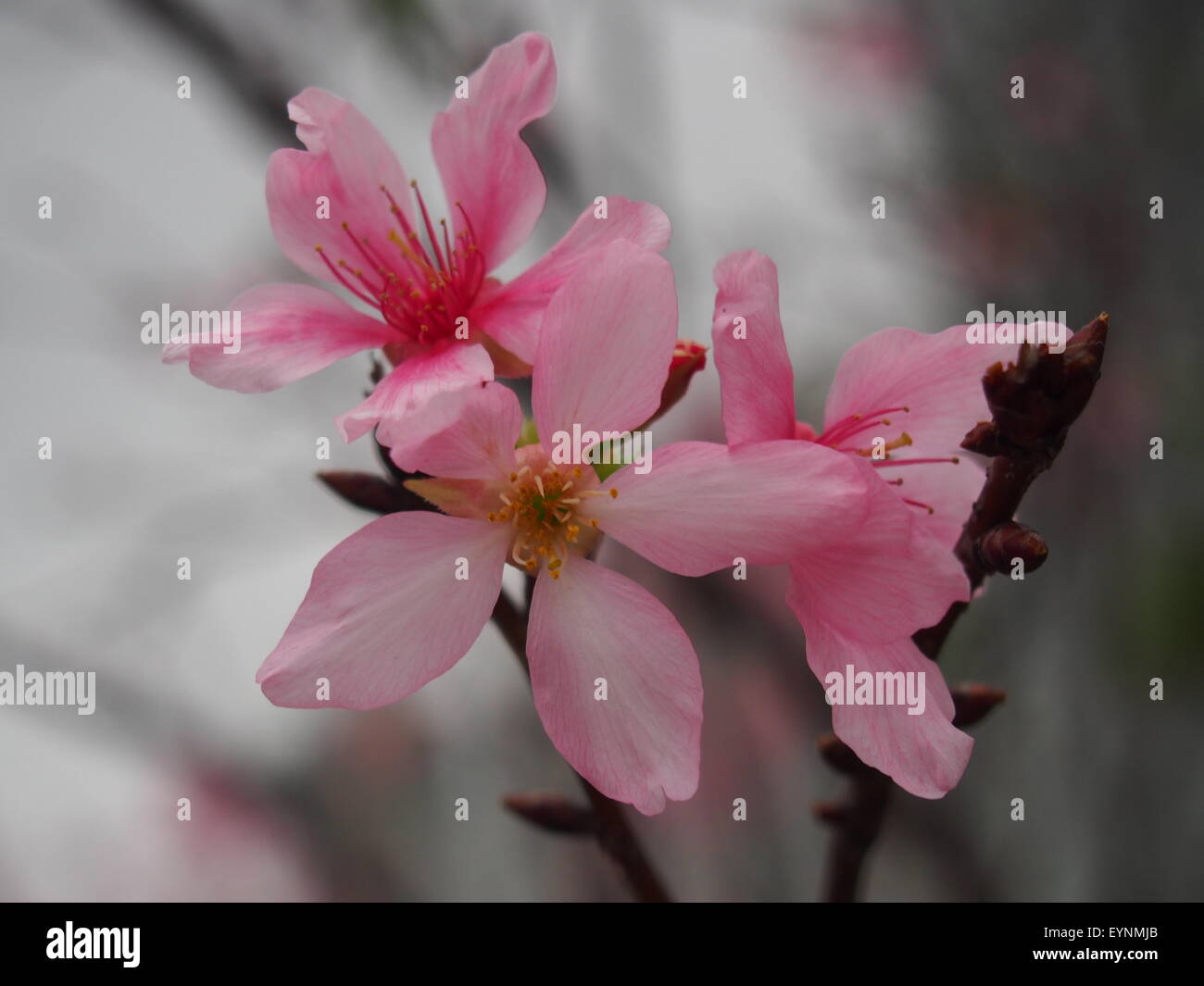 A series of Sakura (pink color) flowers blossom shoot in Spring Stock ...